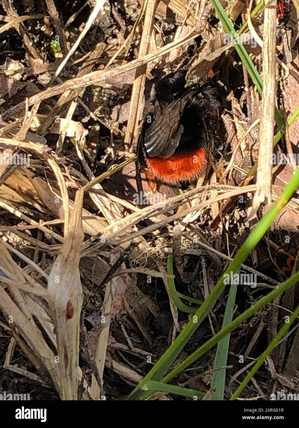 Red-tailed Bumble Bee (Bombus lapidarius) Insecta Stock Photo - Alamy