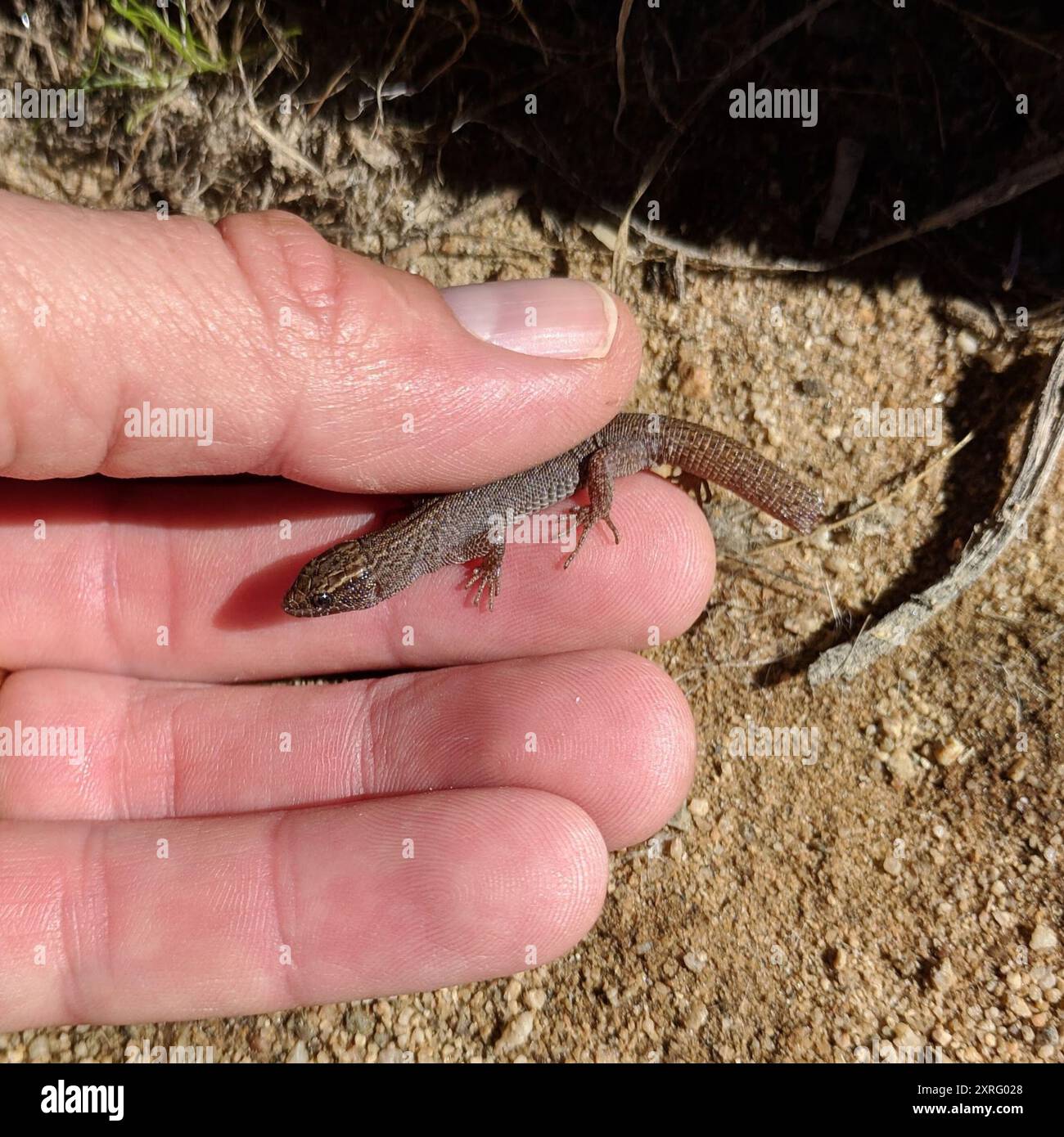 Desert Night Lizard (Xantusia vigilis) Reptilia Stock Photo - Alamy