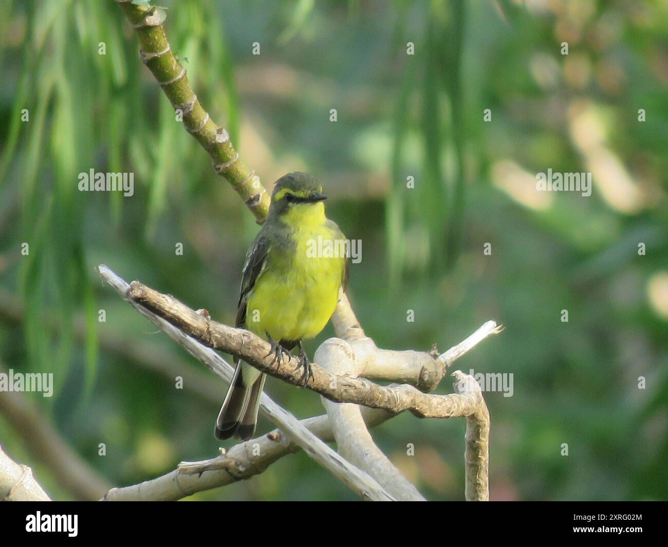 Yellow-browed Tyrant (Satrapa icterophrys) Aves Stock Photo - Alamy
