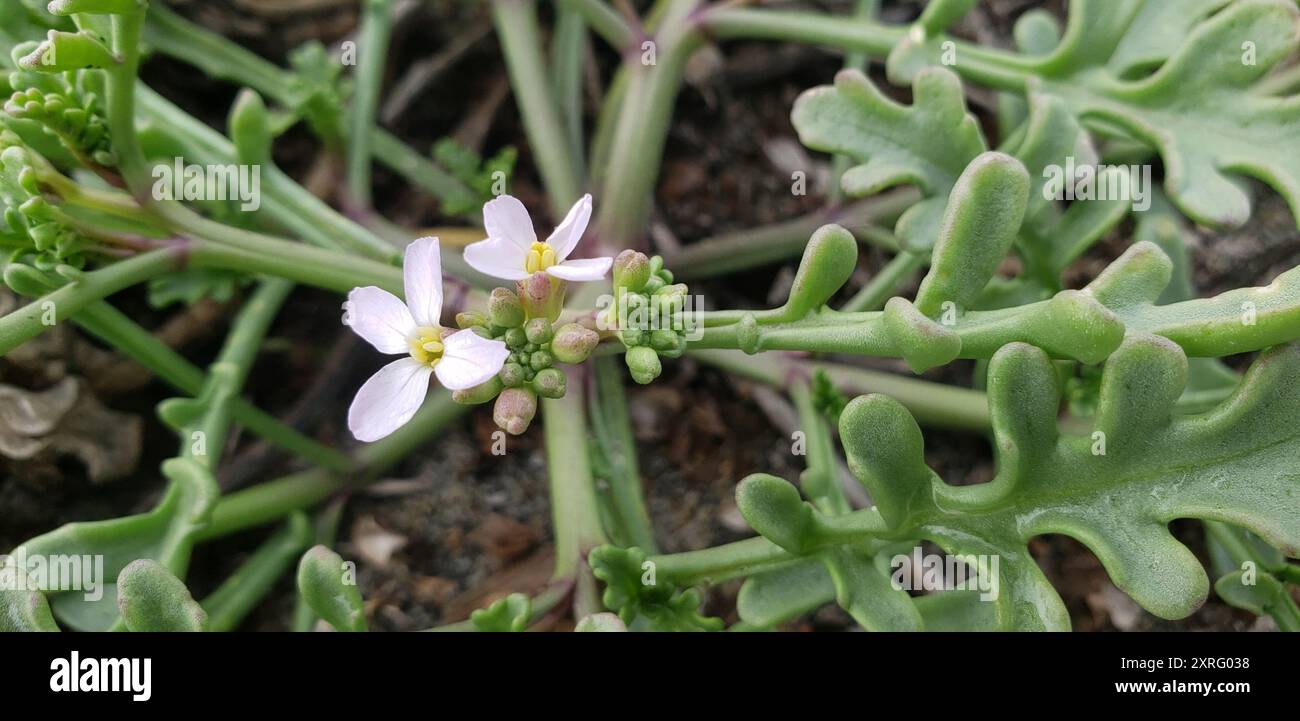 European Searocket (Cakile maritima) Plantae Stock Photo - Alamy