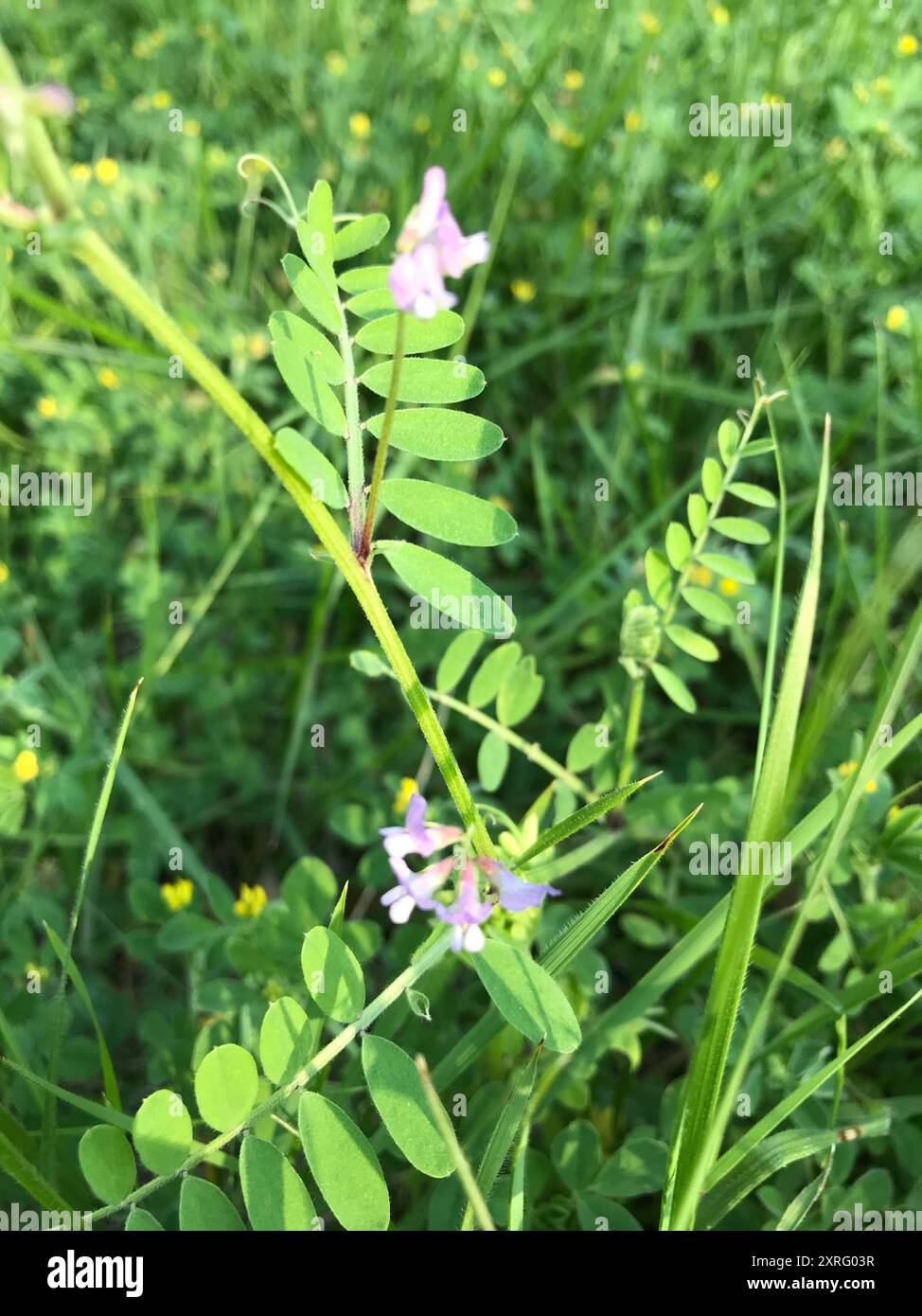 slender vetch (Vicia ludoviciana) Plantae Stock Photo - Alamy
