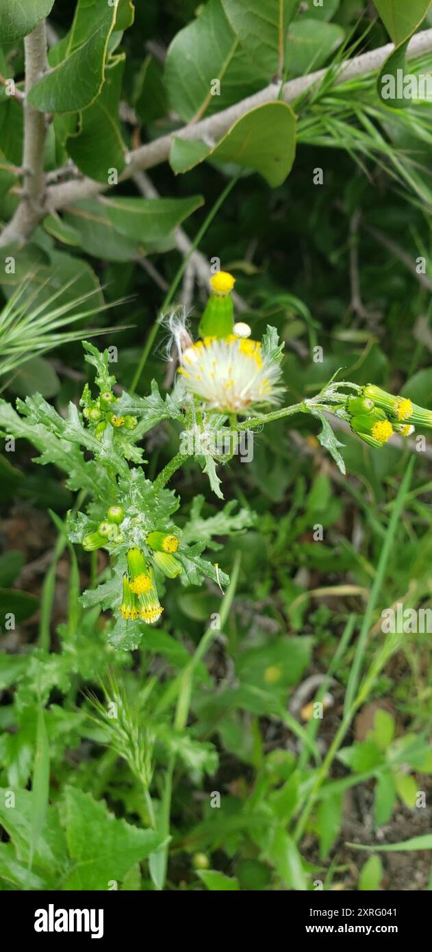common groundsel (Senecio vulgaris) Plantae Stock Photo - Alamy