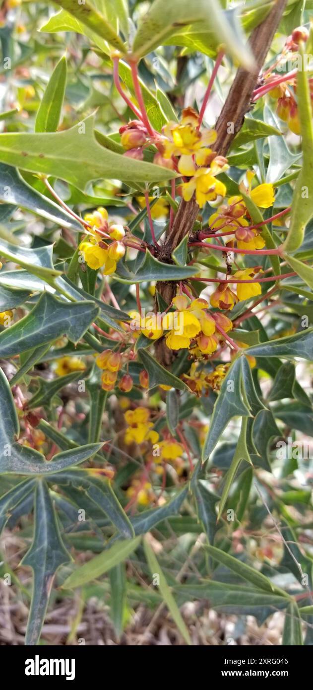 Agarita (Berberis trifoliolata) Plantae Stock Photo - Alamy