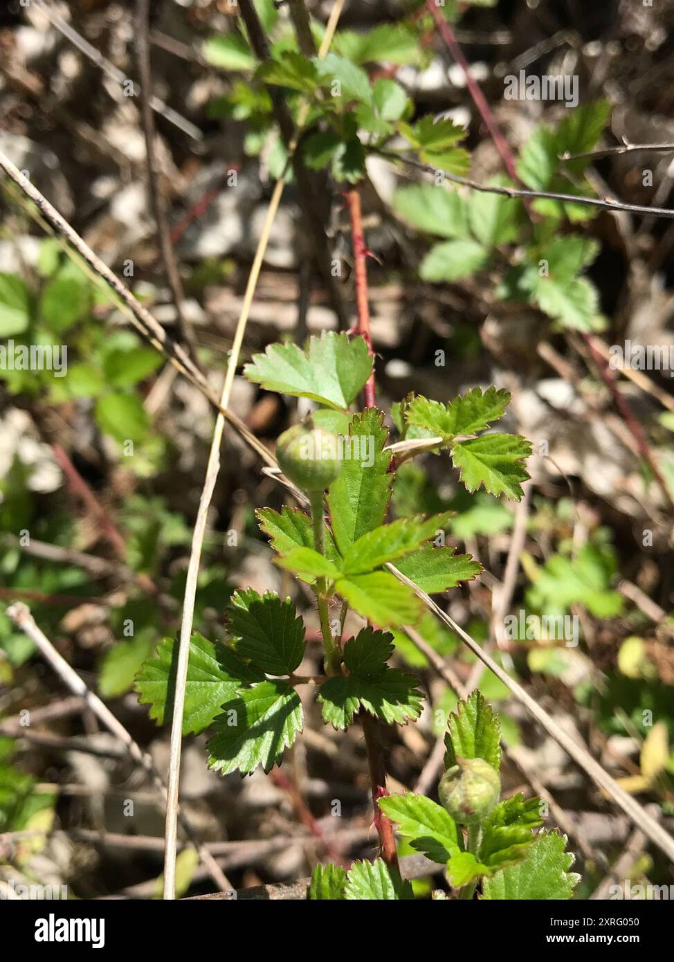 southern dewberry (Rubus trivialis) Plantae Stock Photo - Alamy