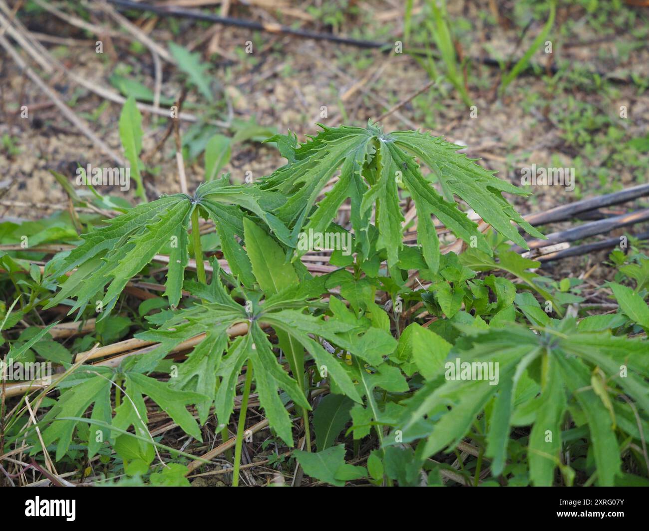 (Syneilesis hayatae) Plantae Stock Photo - Alamy