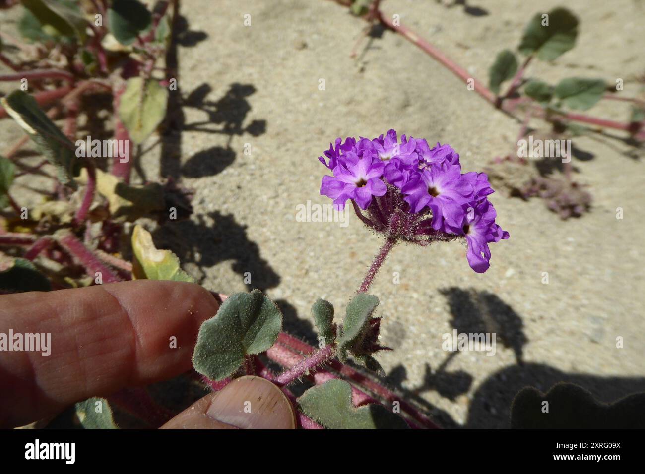 desert sand verbena (Abronia villosa) Plantae Stock Photo - Alamy