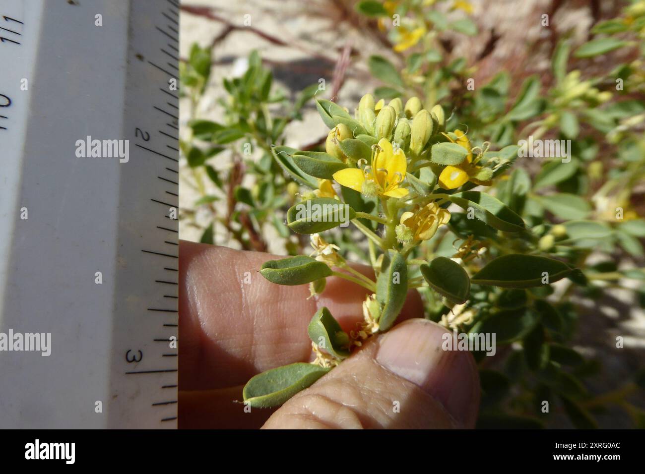 Mojave stinkweed (Cleomella obtusifolia) Plantae Stock Photo - Alamy
