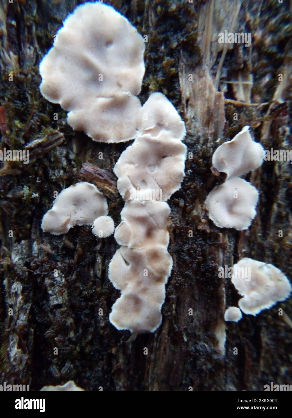 Smooth Patch Disease (Aleurodiscus oakesii) Fungi Stock Photo - Alamy
