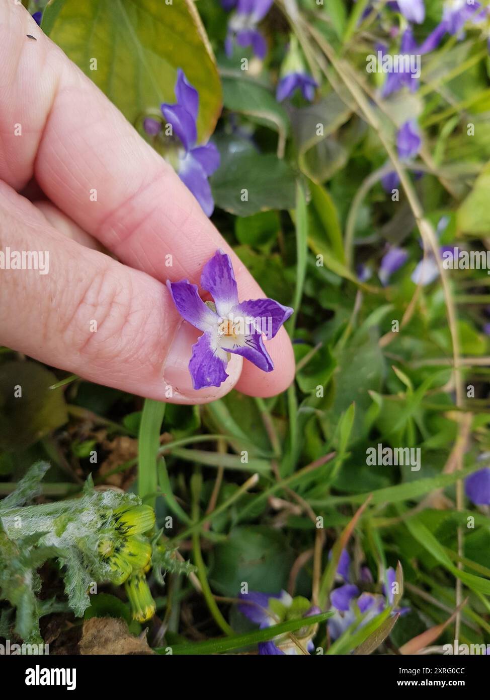 Russian Violet (Viola suavis) Plantae Stock Photo - Alamy