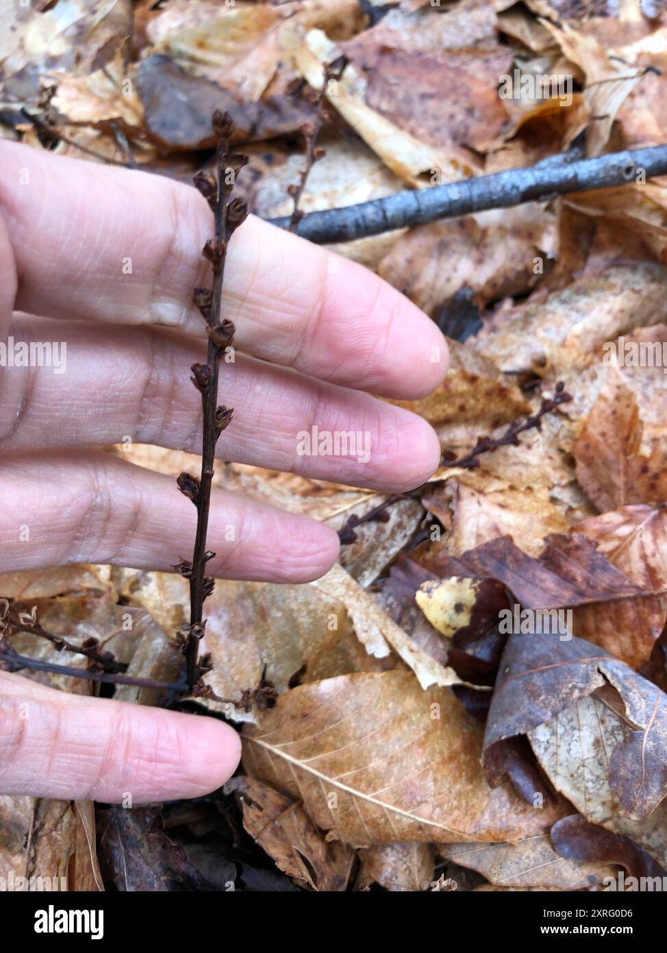 Beechdrops (Epifagus virginiana) Plantae Stock Photo - Alamy