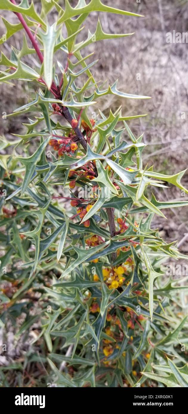 Agarita (Berberis trifoliolata) Plantae Stock Photo - Alamy
