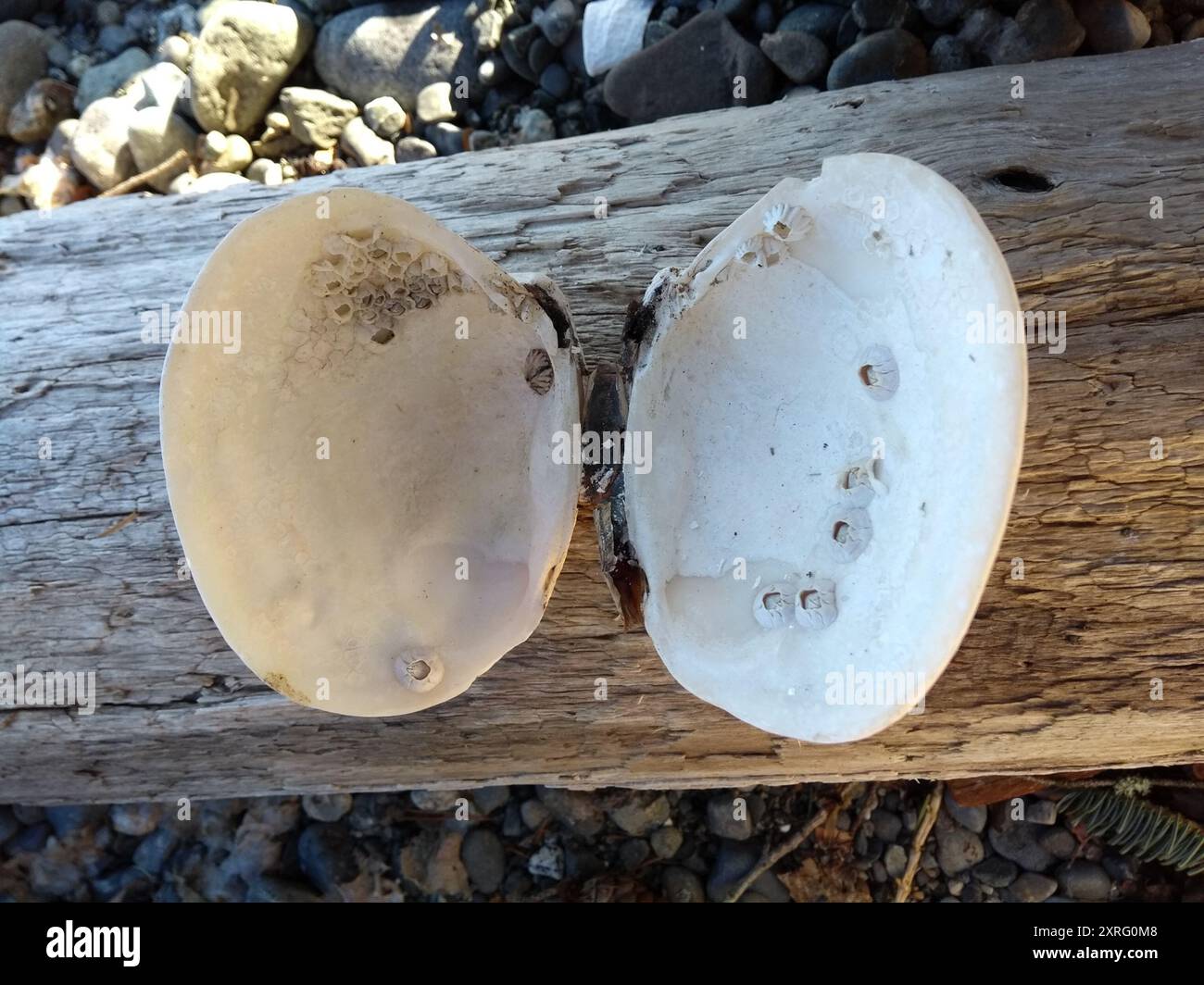 Butter Clam (Saxidomus gigantea) Mollusca Stock Photo - Alamy