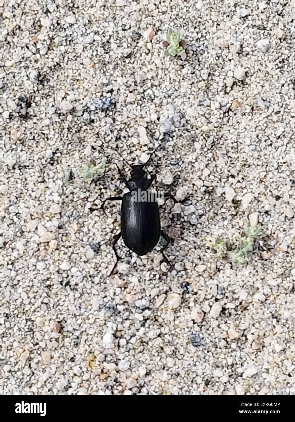 Caterpillar-hunter Beetles (Calosoma) Insecta Stock Photo - Alamy