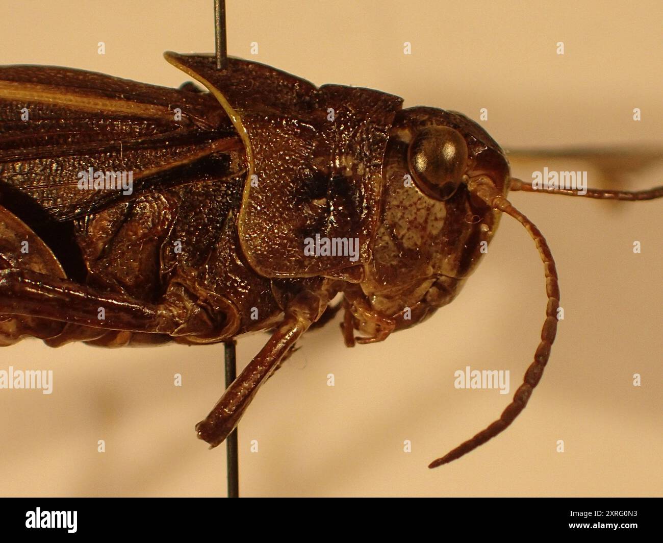 Coral-winged Grasshopper (Pardalophora apiculata) Insecta Stock Photo ...