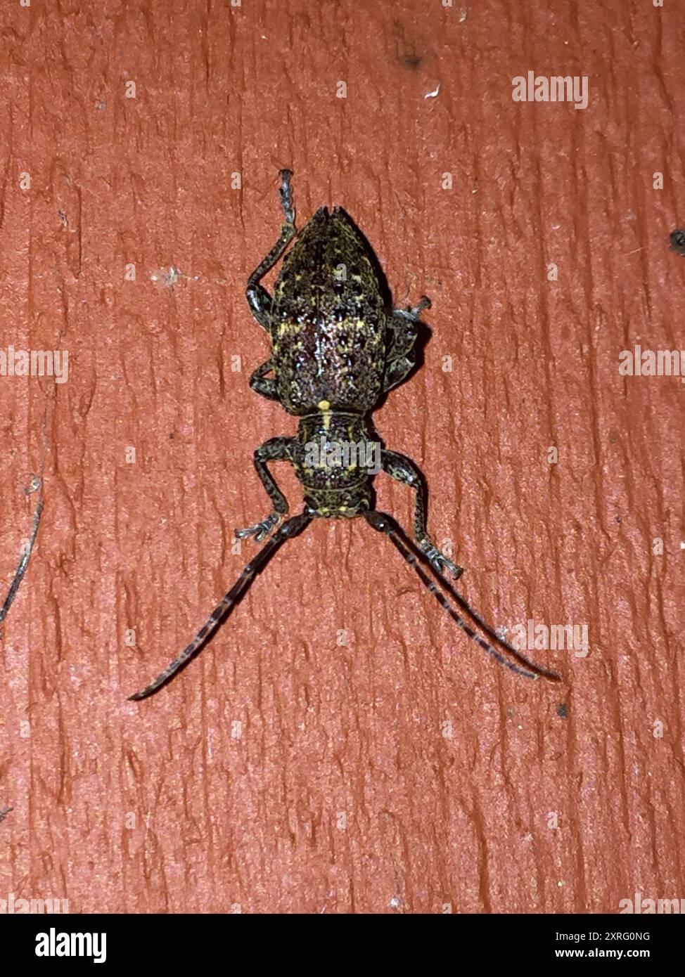 Thorn-tailed Longhorn Beetle (Plectrura spinicauda) Insecta Stock Photo ...