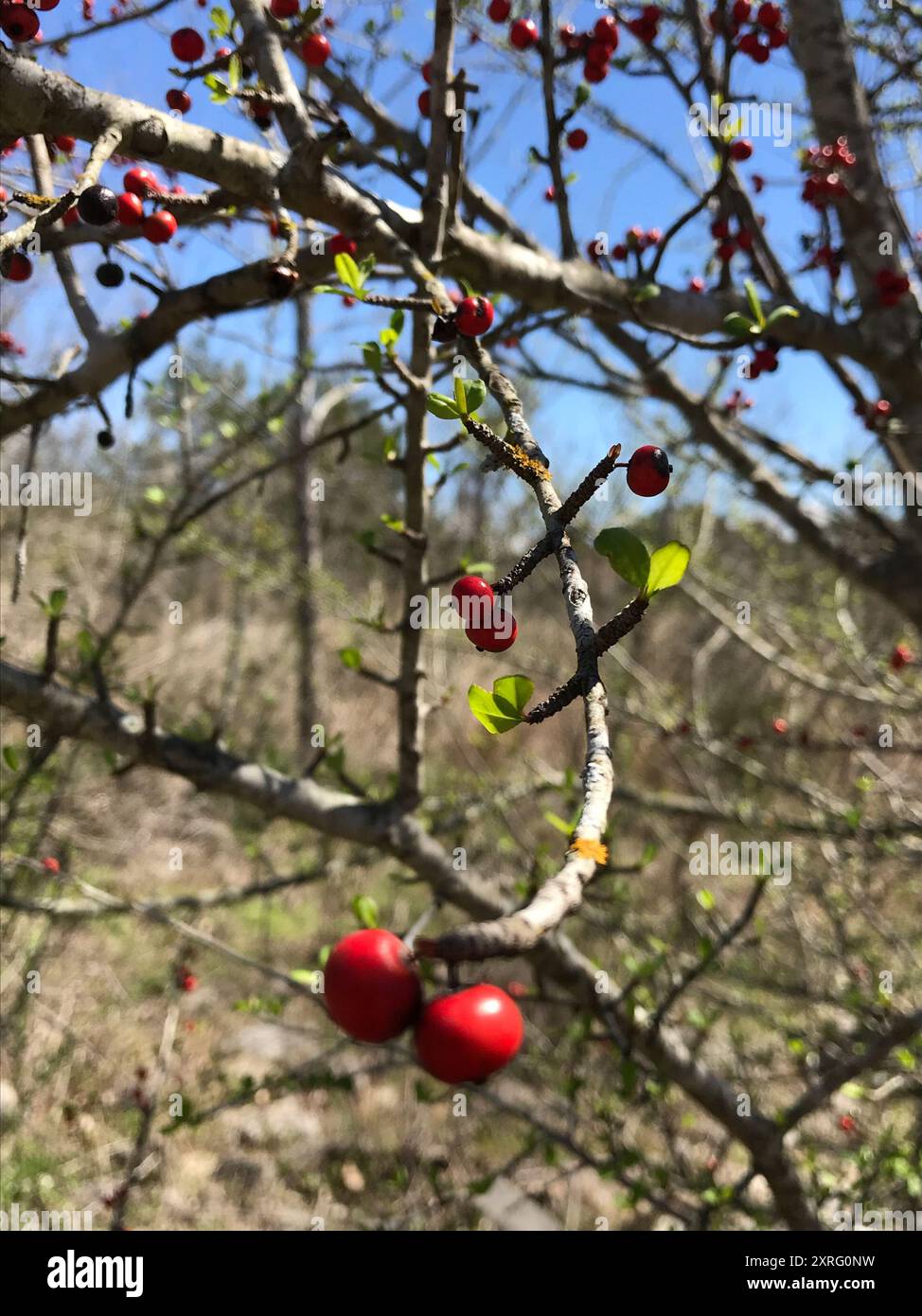 possumhaw (Ilex decidua) Plantae Stock Photo - Alamy