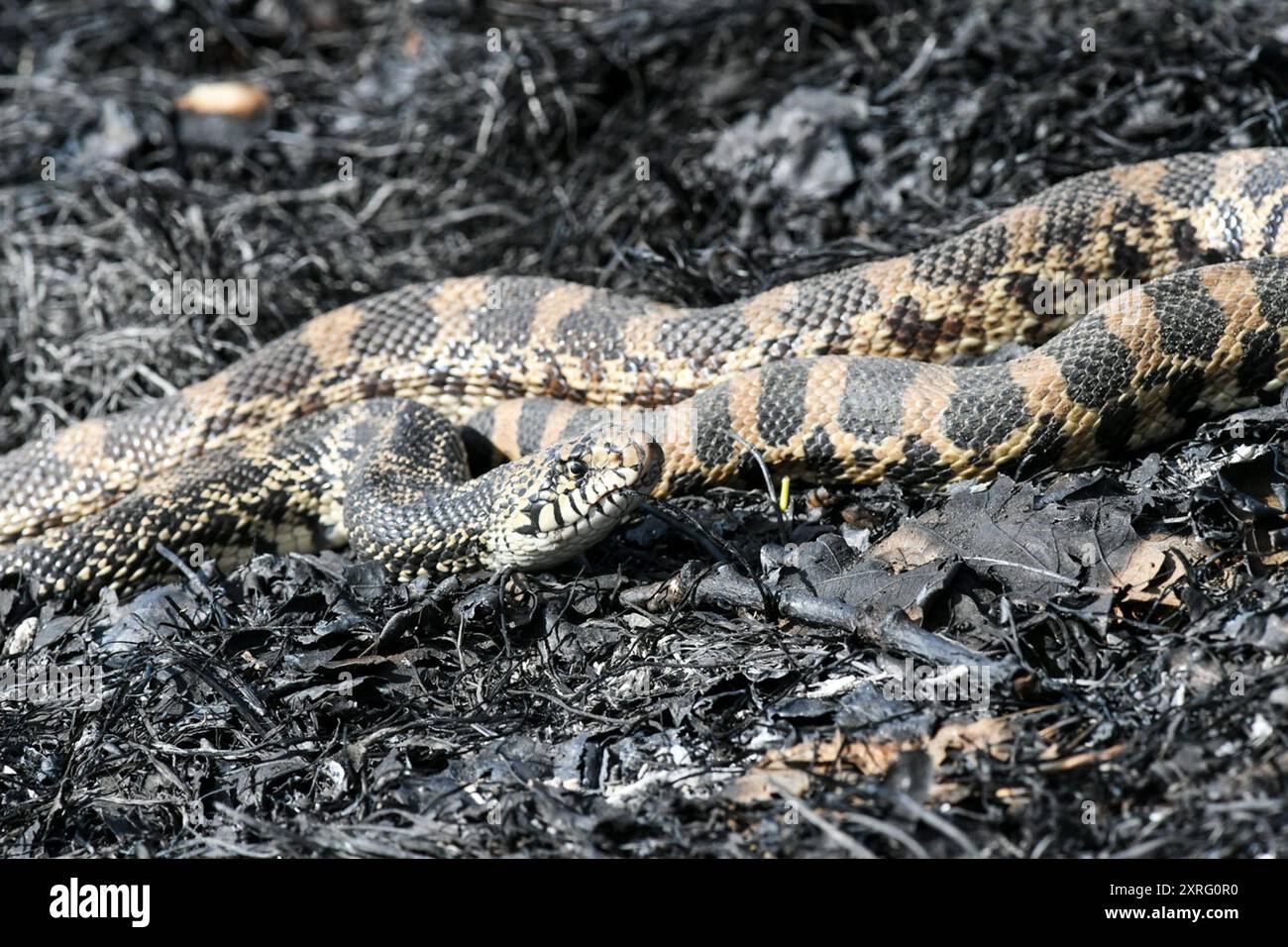 Bullsnake (Pituophis catenifer sayi) Reptilia Stock Photo - Alamy