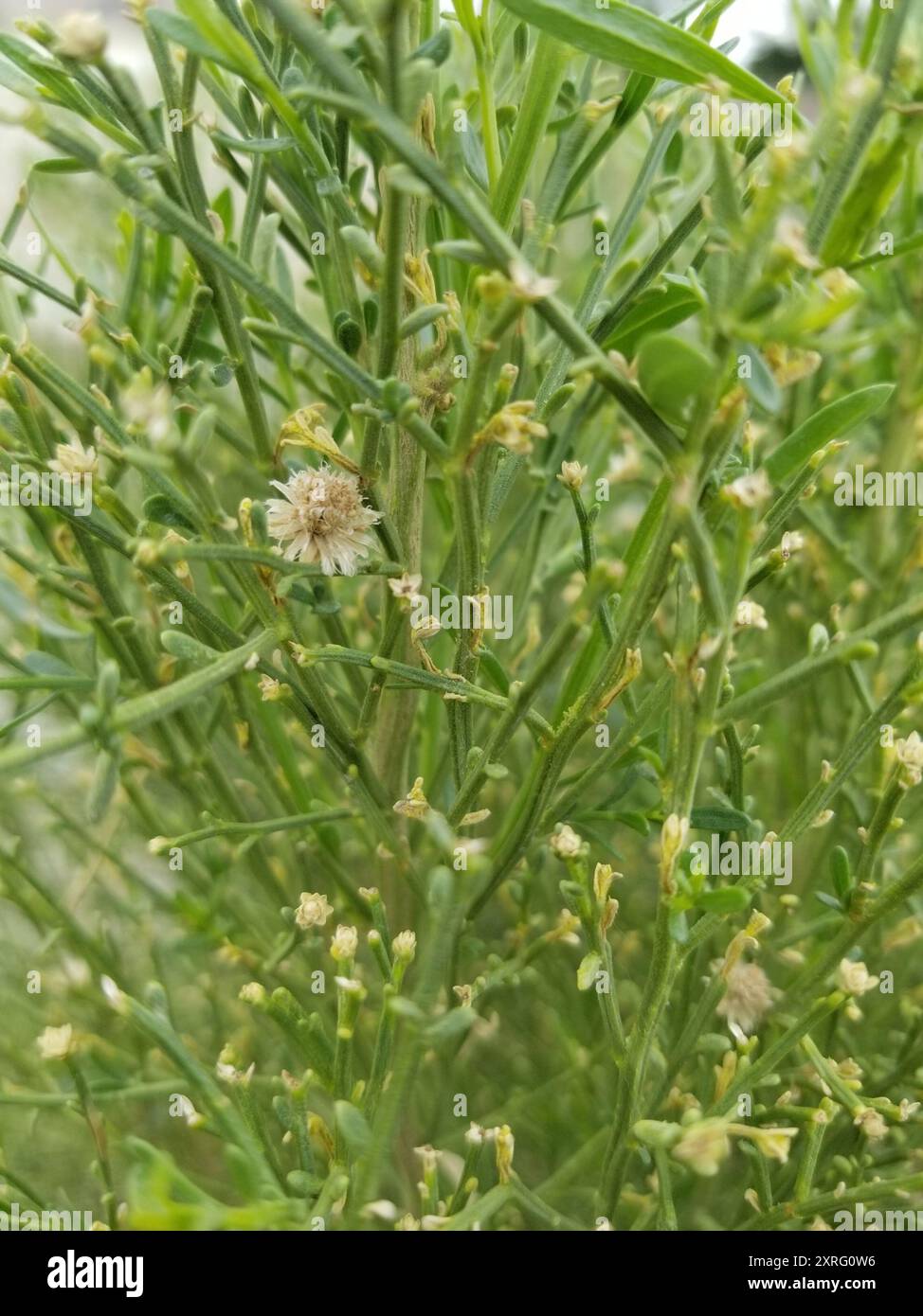Desert Broom (Baccharis sarothroides) Plantae Stock Photo - Alamy