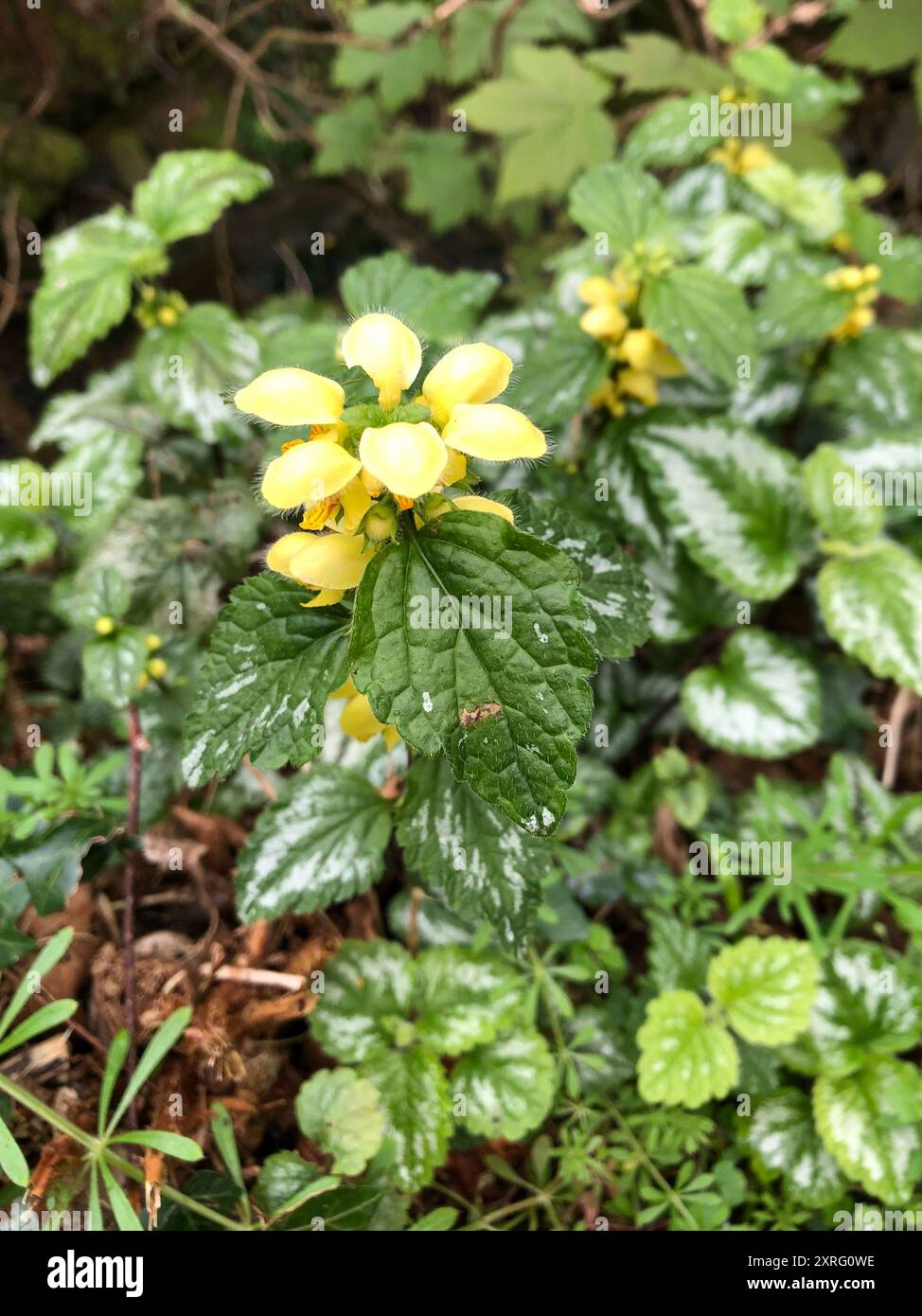 Variegated Yellow Archangel (Lamium galeobdolon argentatum) Plantae ...