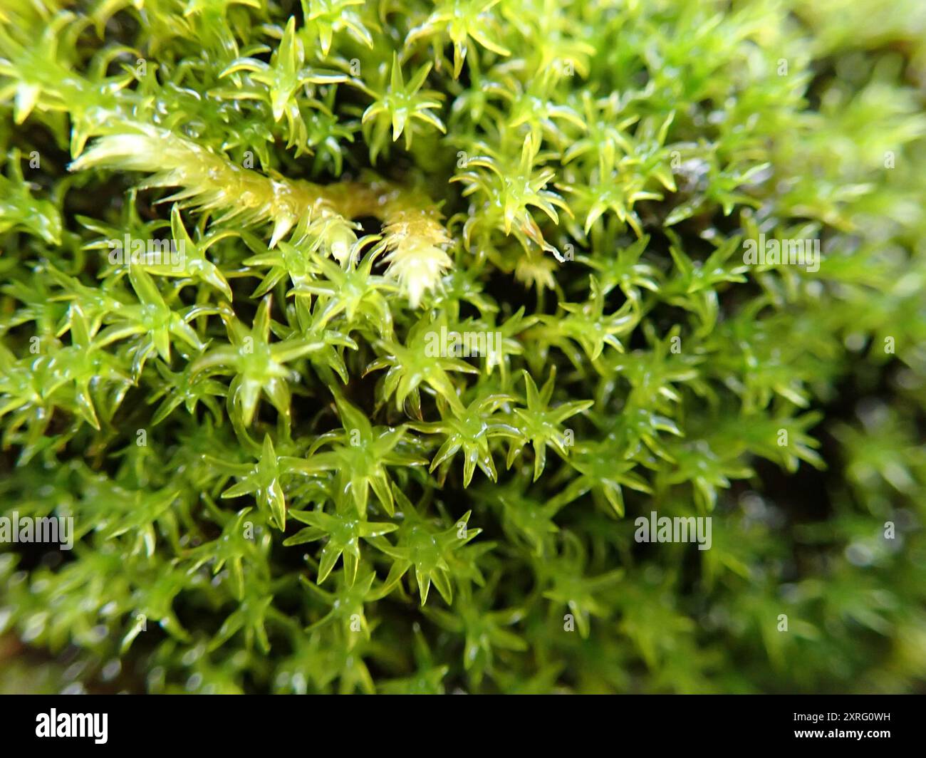 transparent fork-moss (Dichodontium pellucidum) Plantae Stock Photo - Alamy
