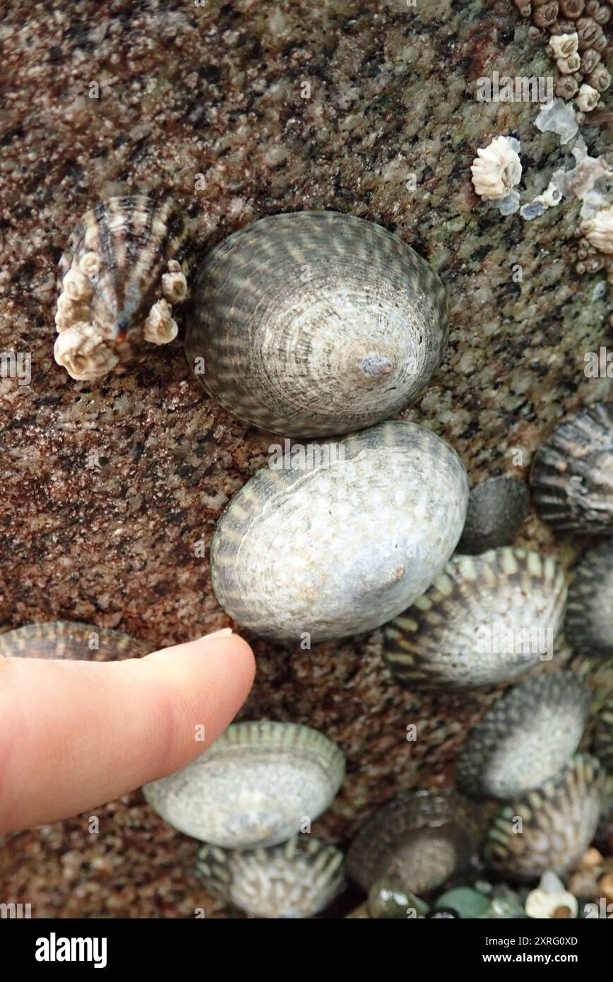 Shield Limpet (Lottia pelta) Mollusca Stock Photo - Alamy