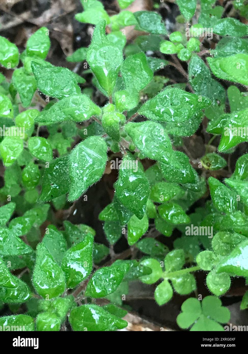 Pennsylvania pellitory (Parietaria pensylvanica) Plantae Stock Photo ...