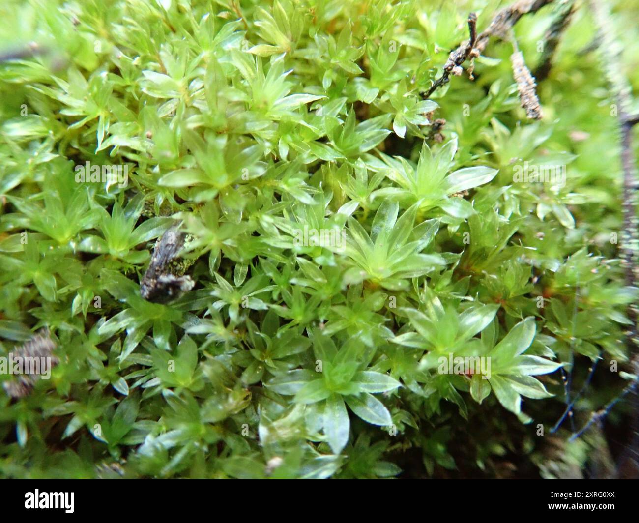Capillary Thread-moss (Ptychostomum capillare) Plantae Stock Photo - Alamy