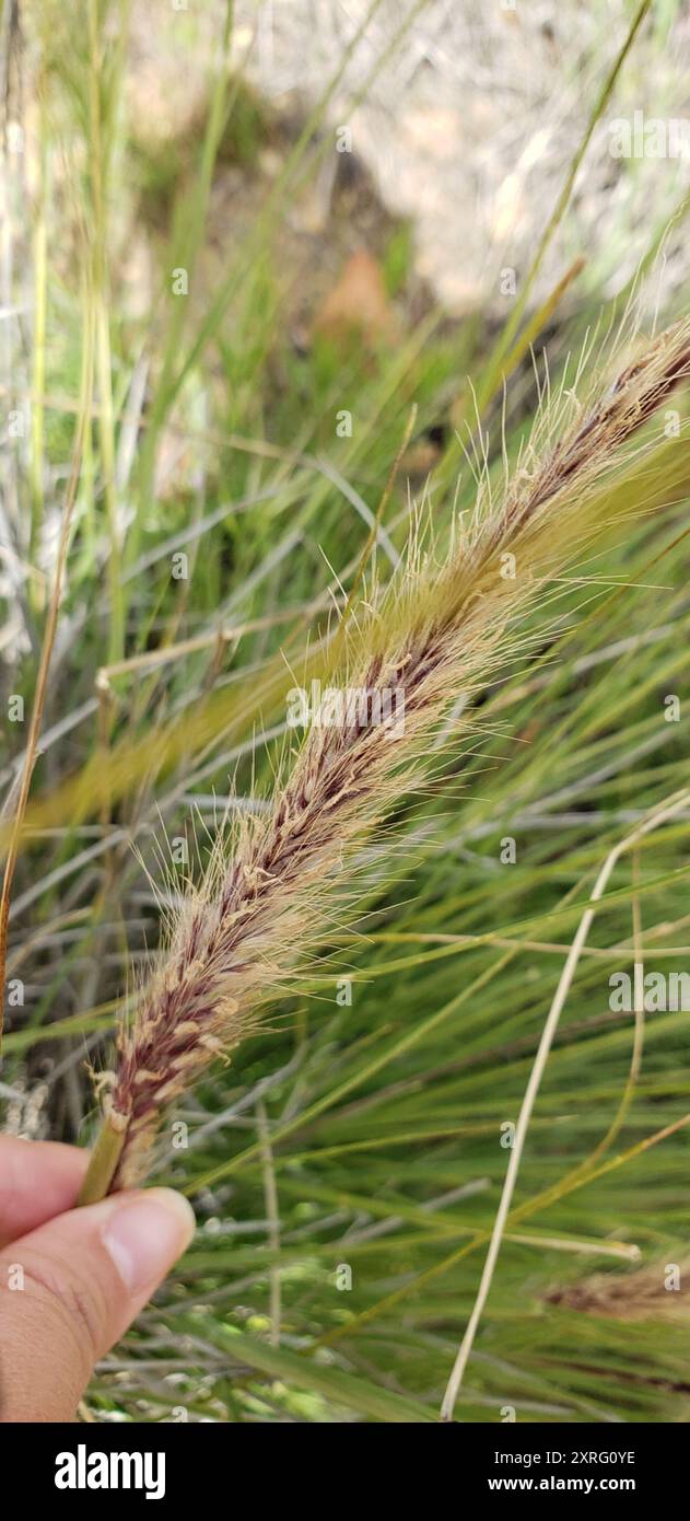 Fountain Grass (Cenchrus setaceus) Plantae Stock Photo - Alamy