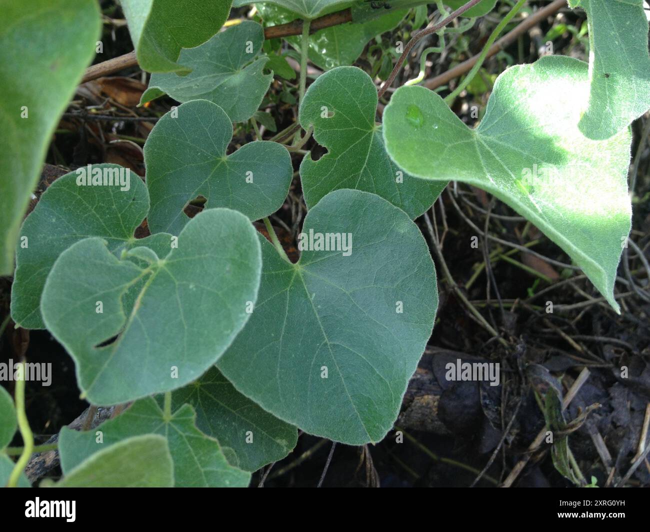 Moonseed family hi-res stock photography and images - Alamy