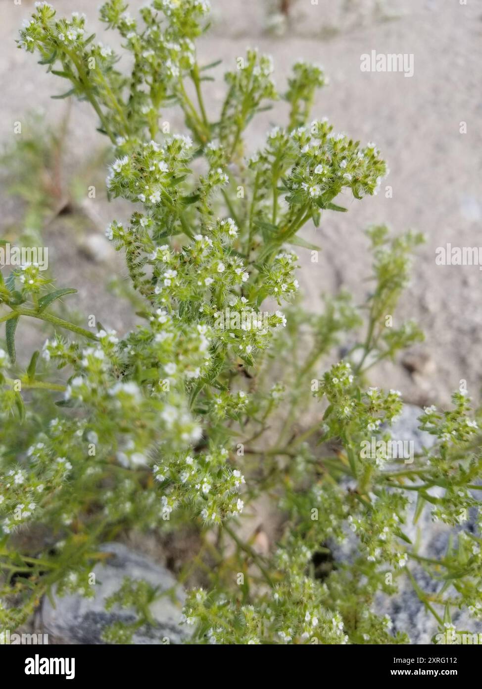Guadalupe cryptantha (Cryptantha maritima) Plantae Stock Photo - Alamy