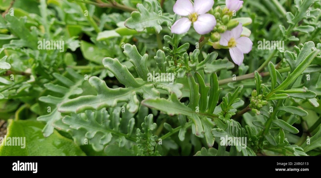 European Searocket (Cakile maritima) Plantae Stock Photo - Alamy