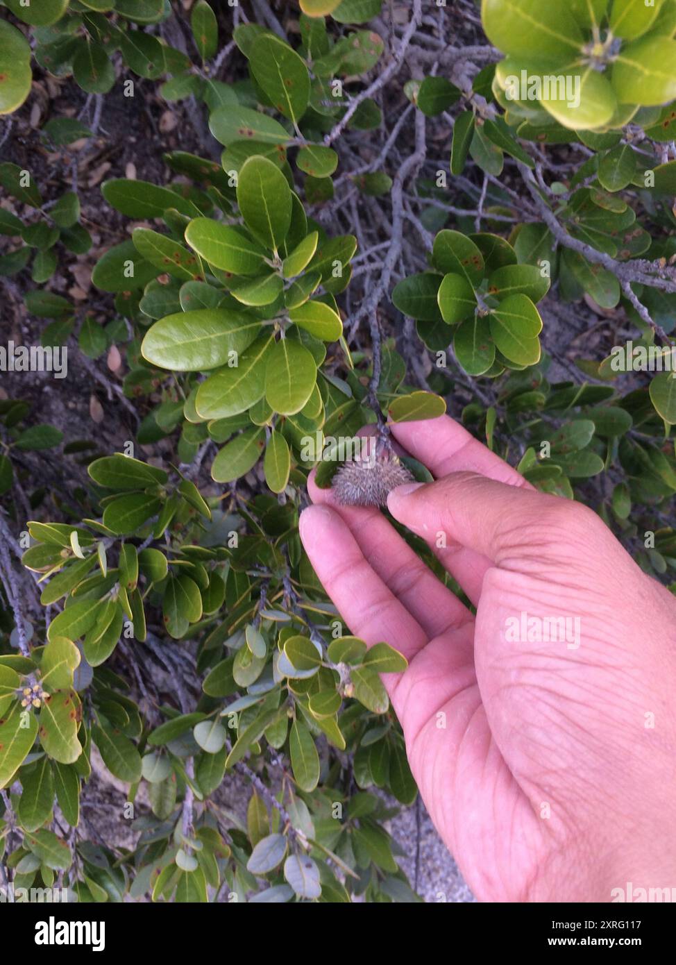 beech family (Fagaceae) Plantae Stock Photo - Alamy