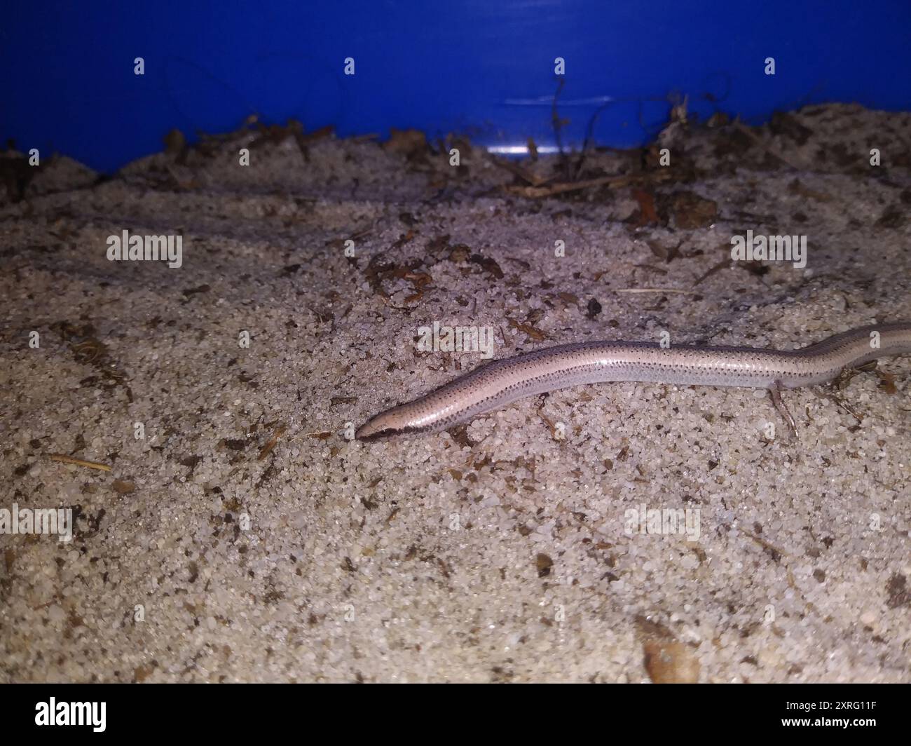 Florida Sand Skink (Plestiodon reynoldsi) Reptilia Stock Photo - Alamy