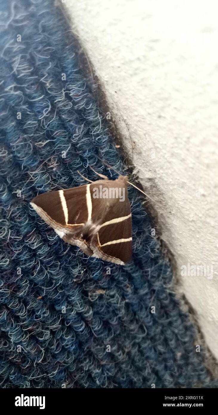 Grammodes hi-res stock photography and images - Alamy