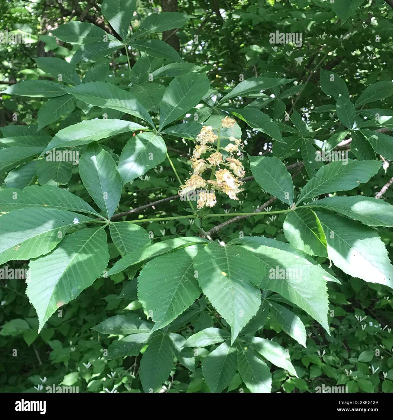 Ohio buckeye (Aesculus glabra) Plantae Stock Photo - Alamy
