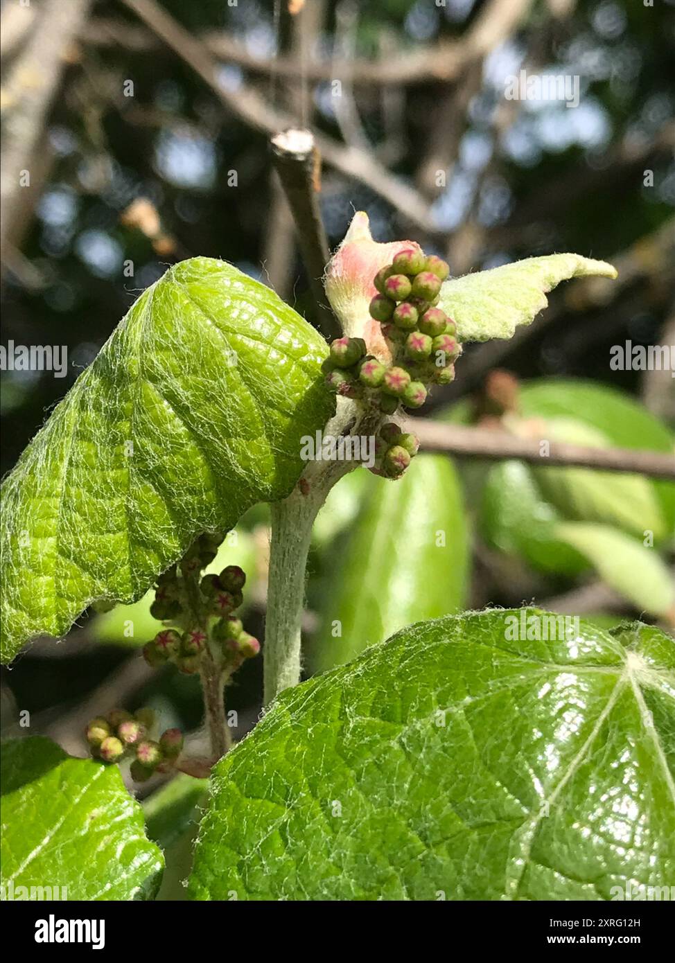 mustang grape (Vitis mustangensis) Plantae Stock Photo - Alamy