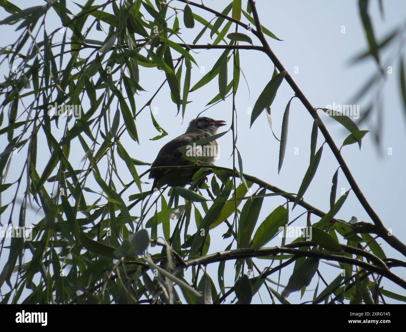 Light-vented Bulbul (Pycnonotus sinensis) Aves Stock Photo - Alamy