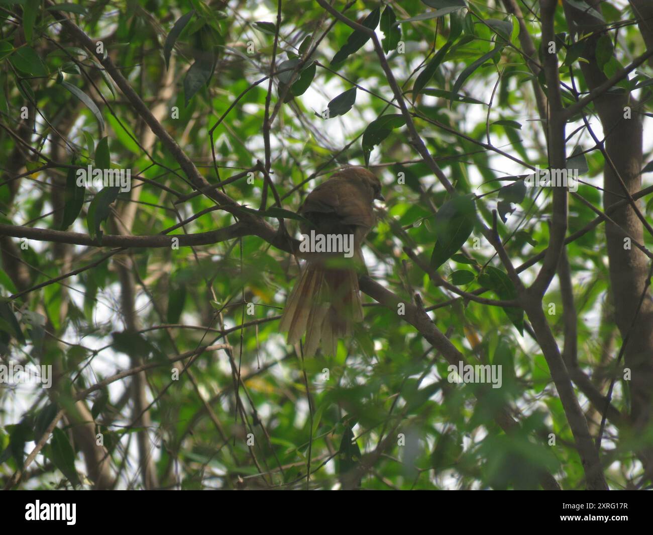 Sooty-fronted Spinetail (Synallaxis frontalis) Aves Stock Photo - Alamy
