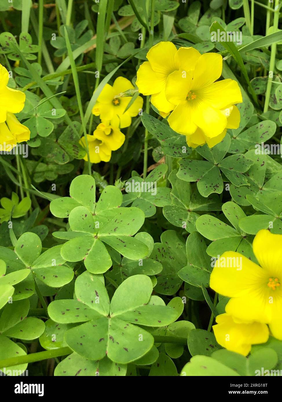 Bermuda buttercup (Oxalis pes-caprae) Plantae Stock Photo - Alamy