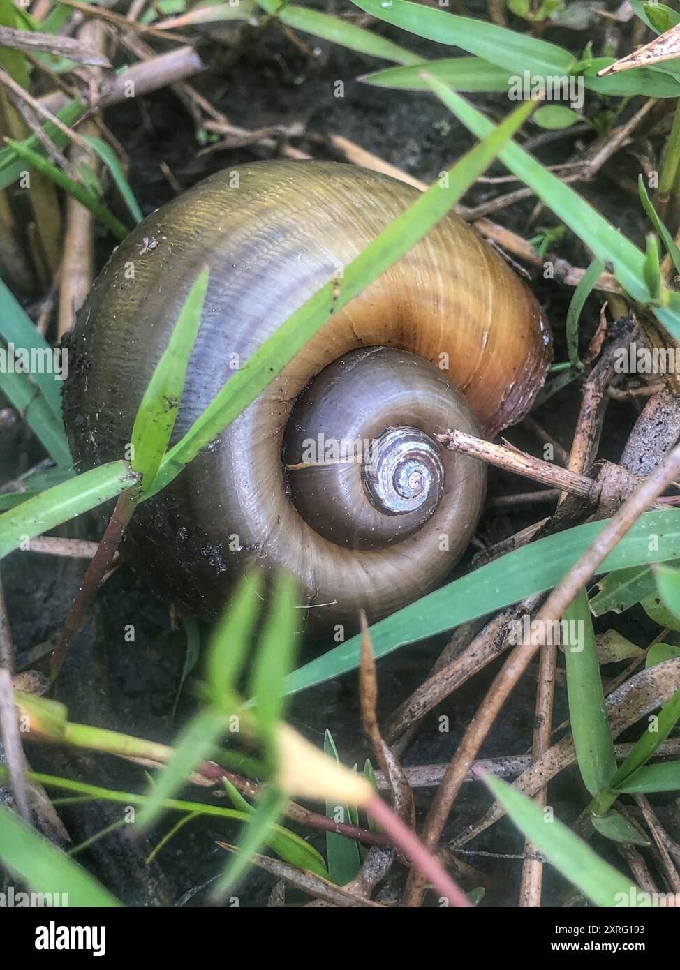 Common Apple Snails (Pomacea) Mollusca Stock Photo - Alamy