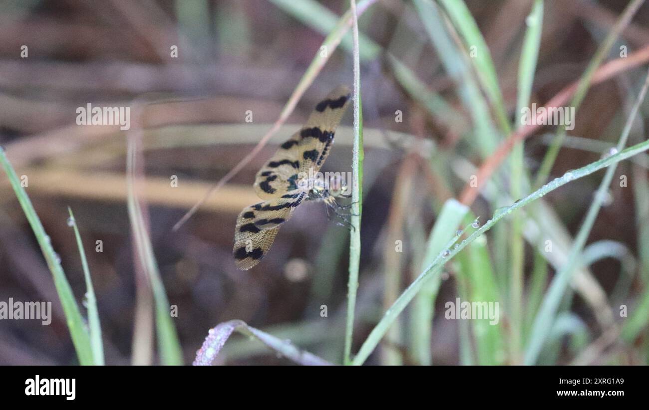 Graphic Flutterer (Rhyothemis graphiptera) Insecta Stock Photo - Alamy