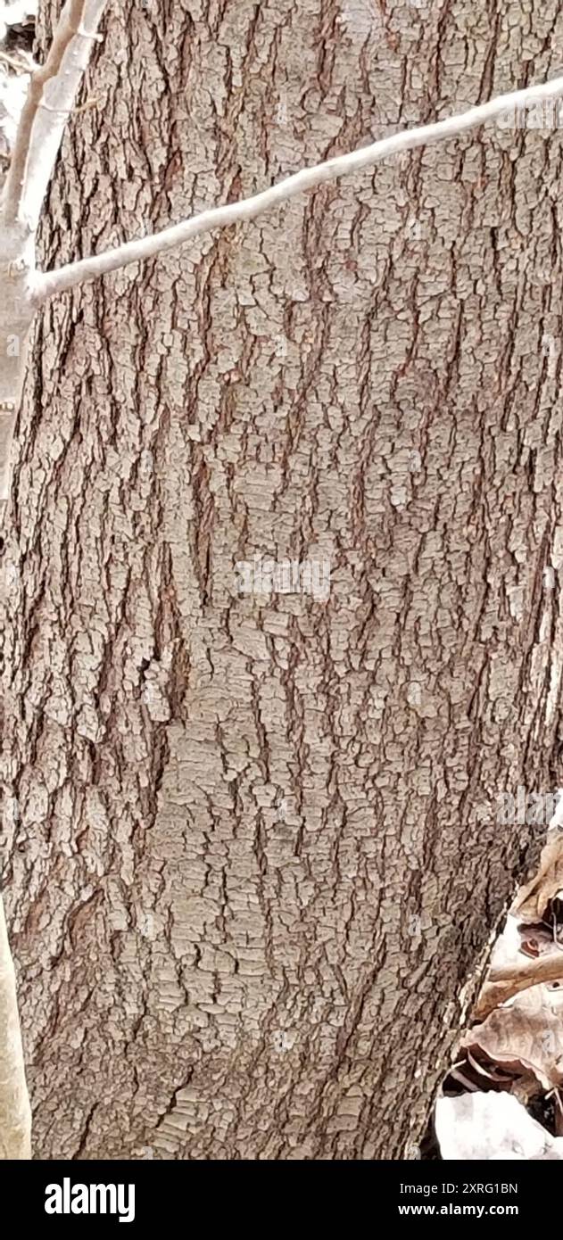 Callery pear (Pyrus calleryana) Plantae Stock Photo - Alamy