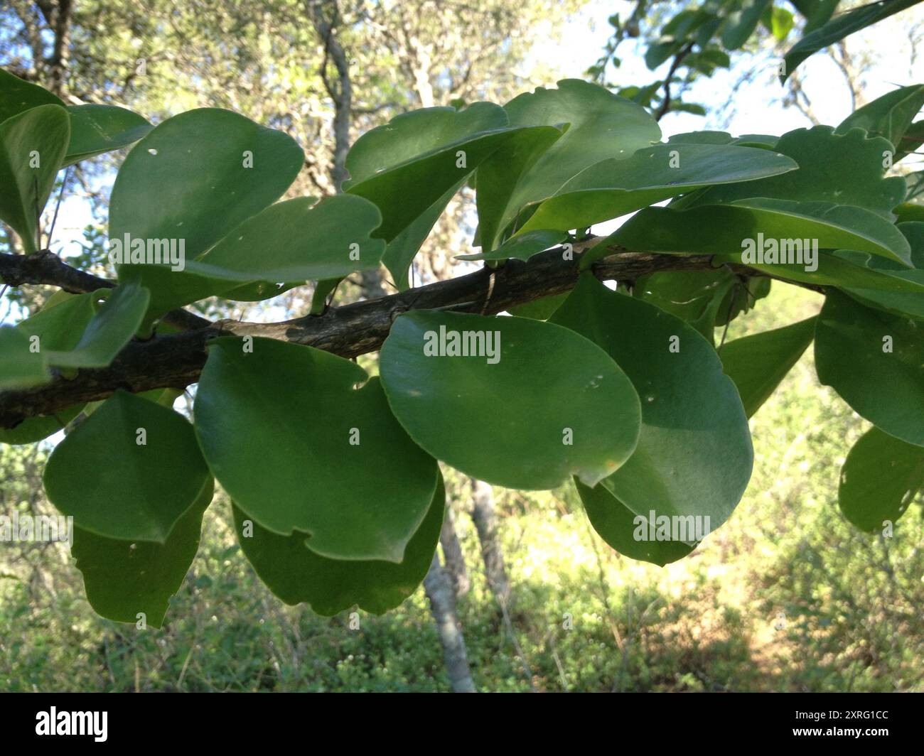 Sacharosa hi-res stock photography and images - Alamy