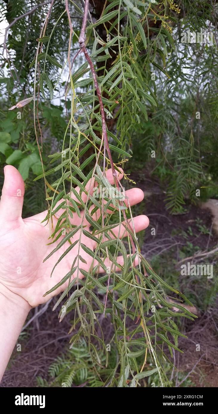Peruvian Pepper Tree (Schinus molle) Plantae Stock Photo - Alamy