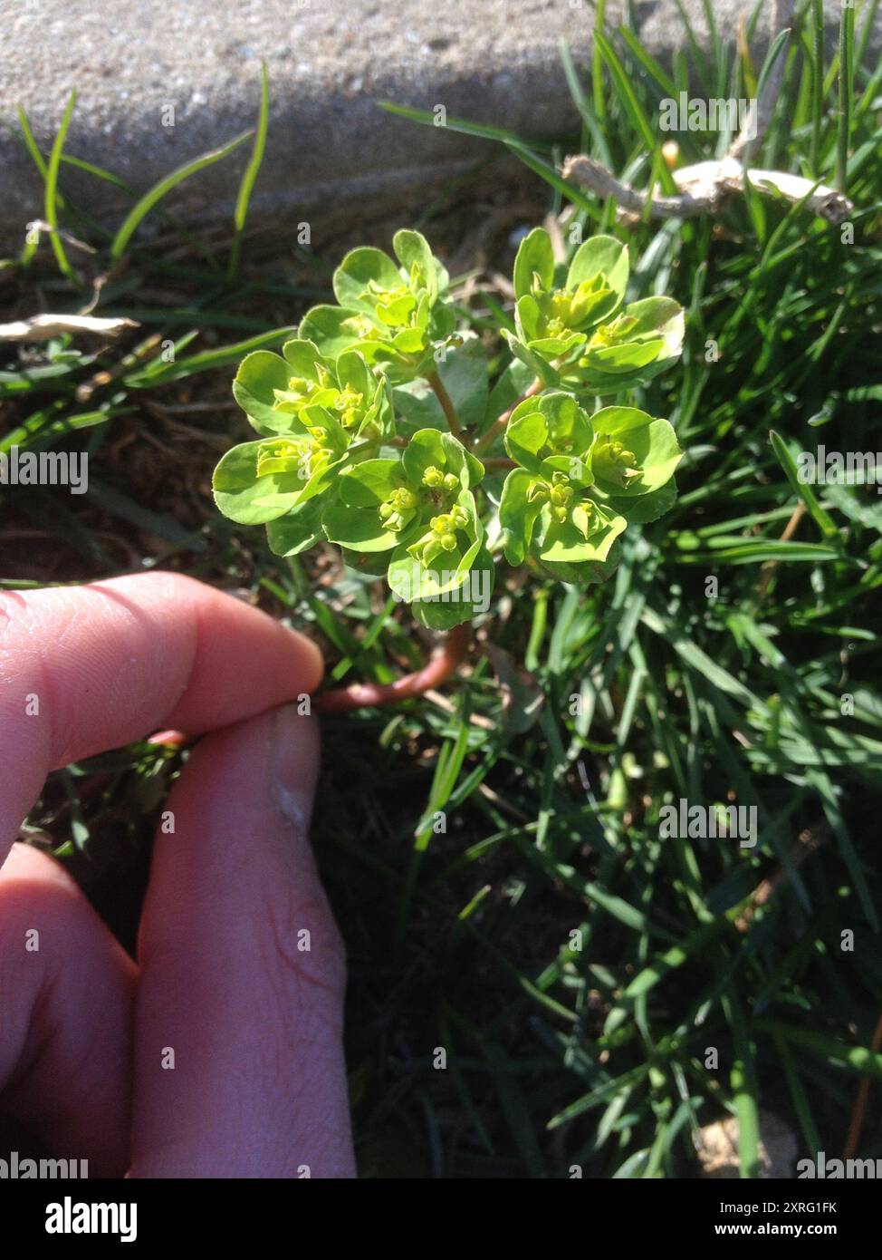 Sun spurge (Euphorbia helioscopia) Plantae Stock Photo - Alamy