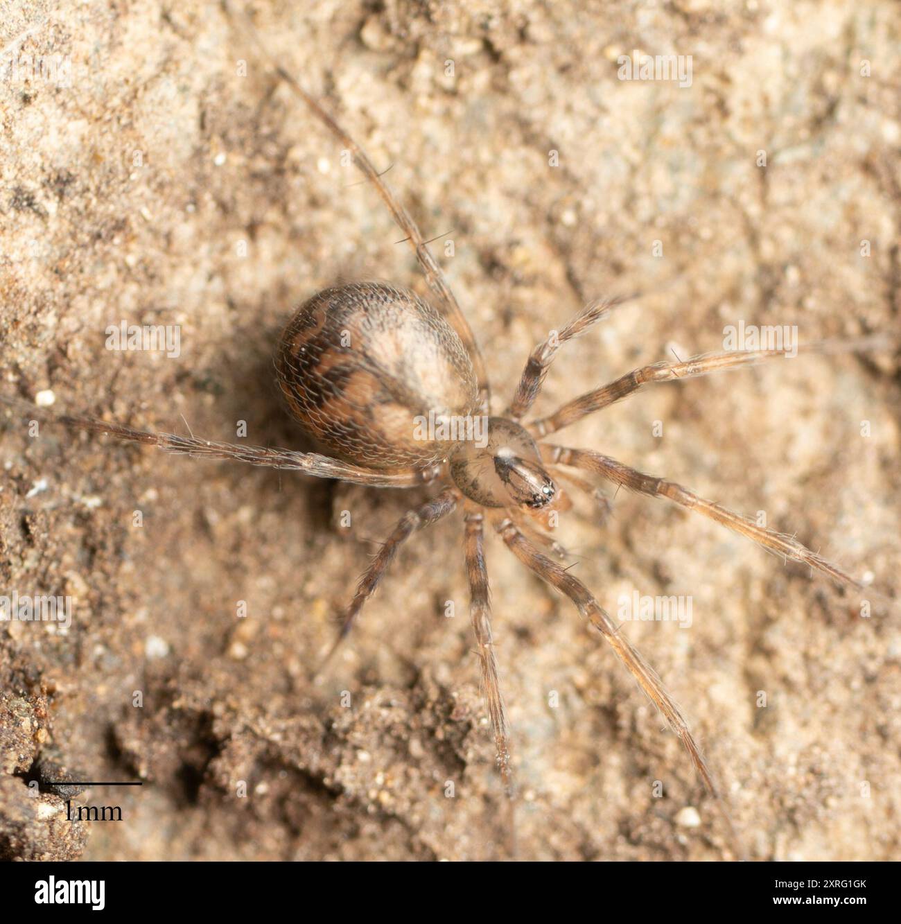 Typical Spiders (Araneomorphae) Arachnida Stock Photo - Alamy