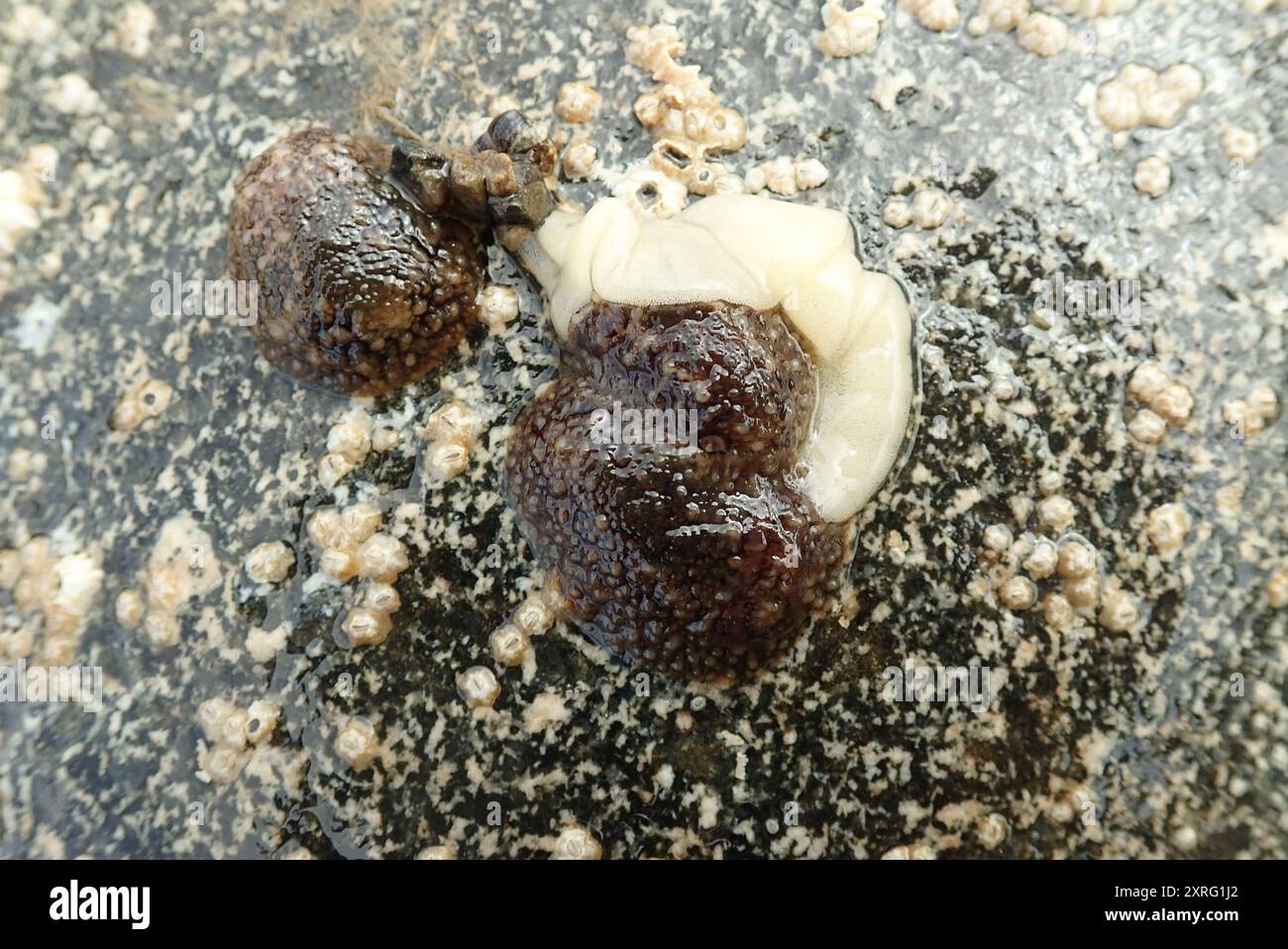 barnacle-eating dorid (Onchidoris bilamellata) Mollusca Stock Photo - Alamy