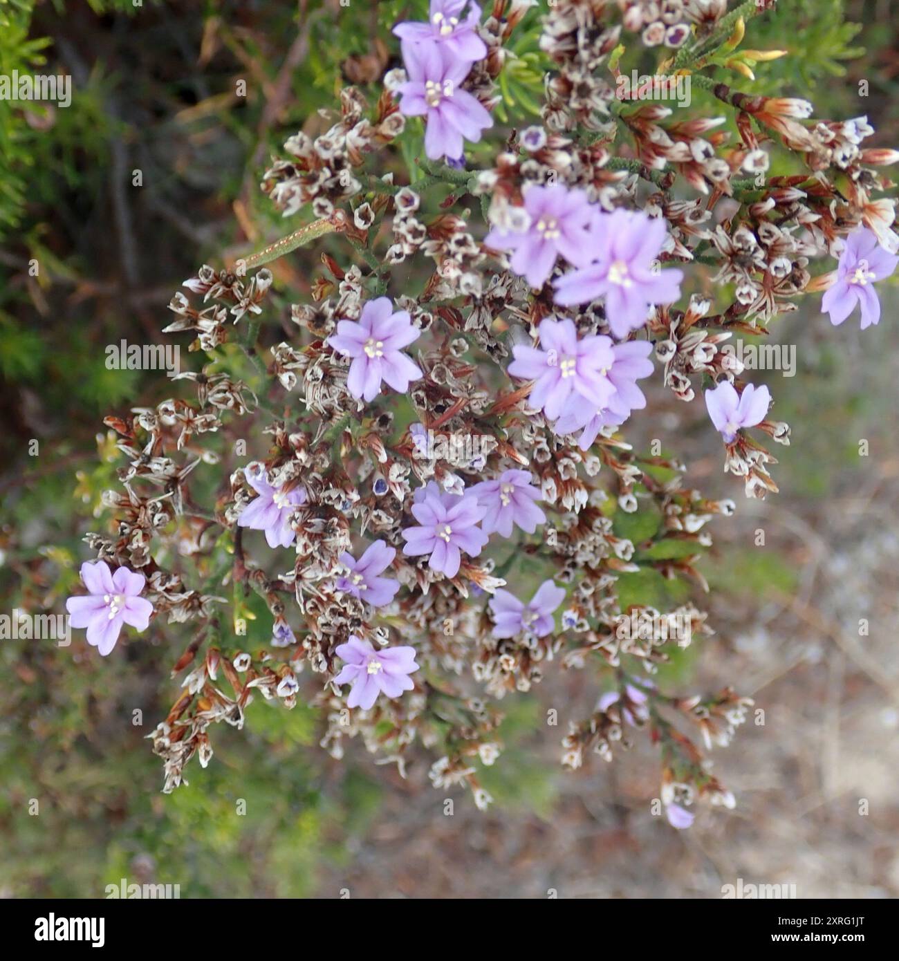(Limonium scabrum scabrum) Plantae Stock Photo - Alamy