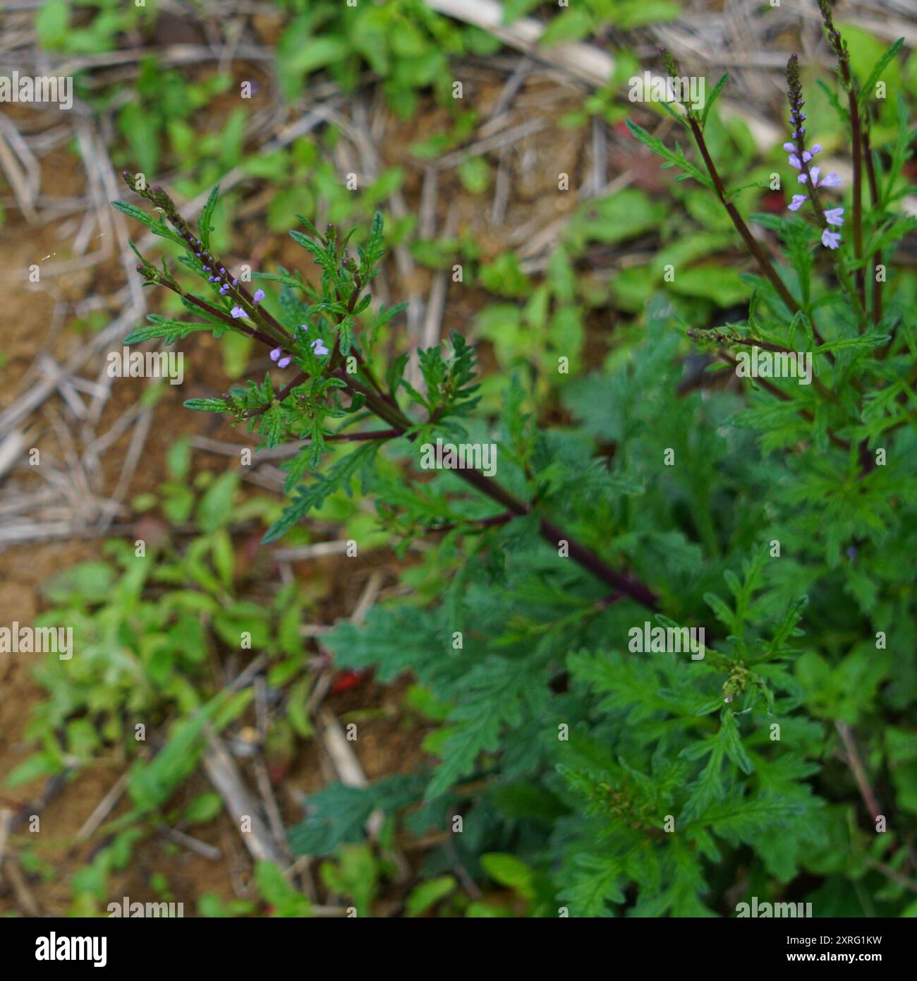 Texas vervain (Verbena halei) Plantae Stock Photo - Alamy