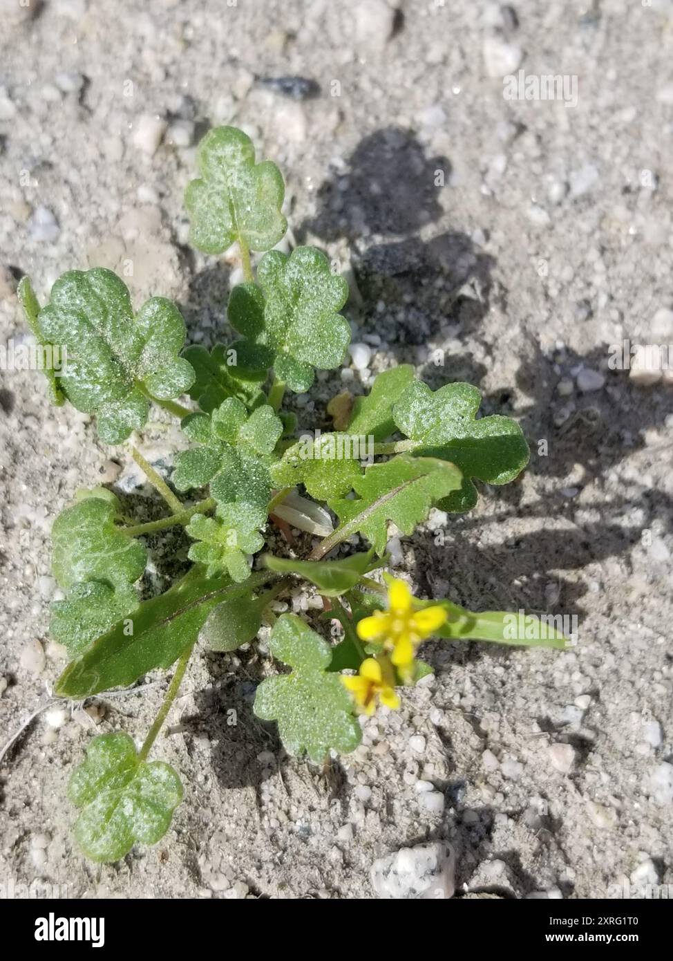 yellow peppercress (Lepidium flavum) Plantae Stock Photo - Alamy